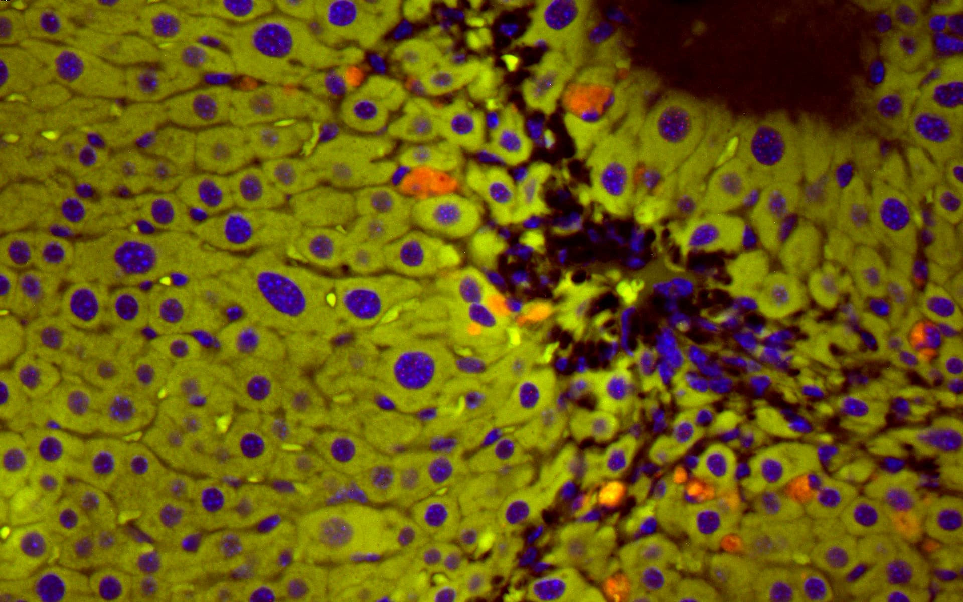 Microscope Sample Image 3 - Zaber