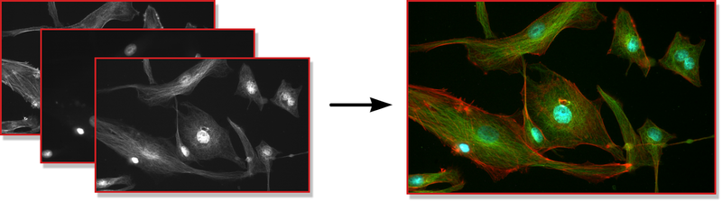 Automated multi-channel epifluorescence microscopy - Zaber