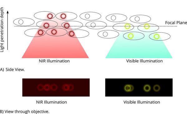 Hyperspectral microscopy for semiconductor and cellular imaging