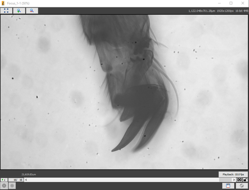Z-stacking with Nucleus MVR Microscope and µManager - Zaber